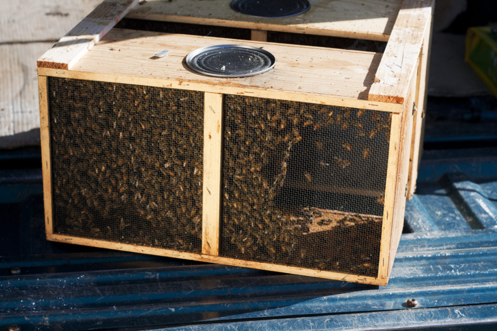 Bee Bucks – The Cost of Beekeeping - Backyard Beekeeping
